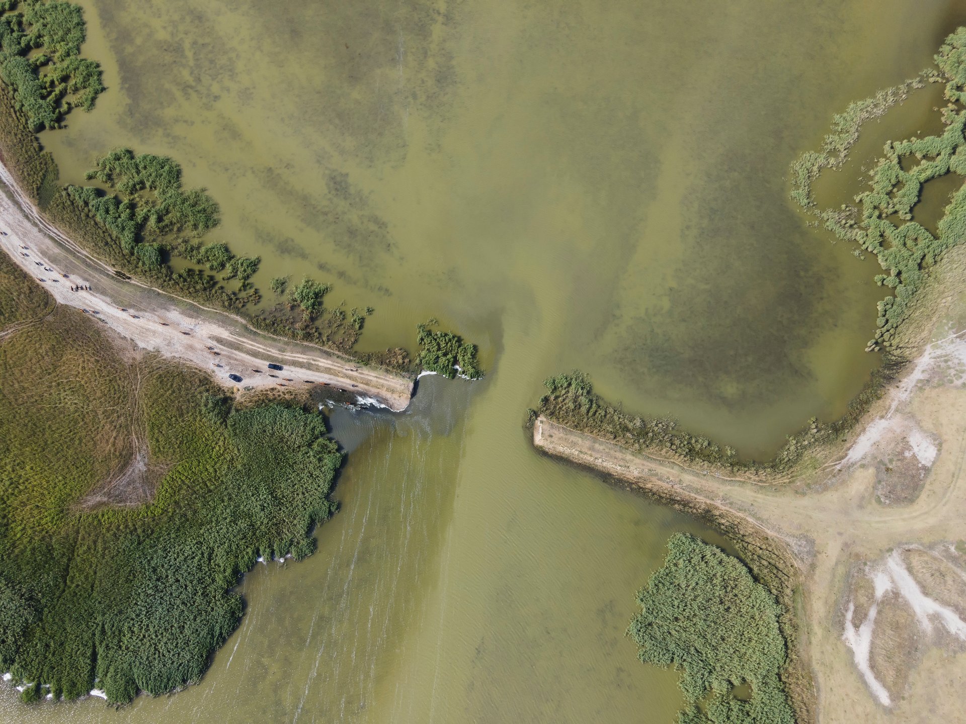 Unveiling the Ecological Importance of River Ecosystems