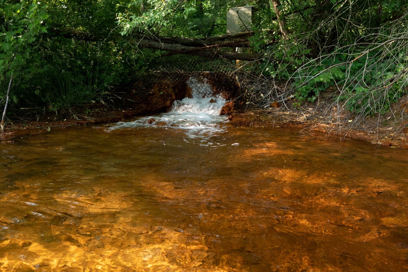 Unveiling the Ecological Importance of River Ecosystems
